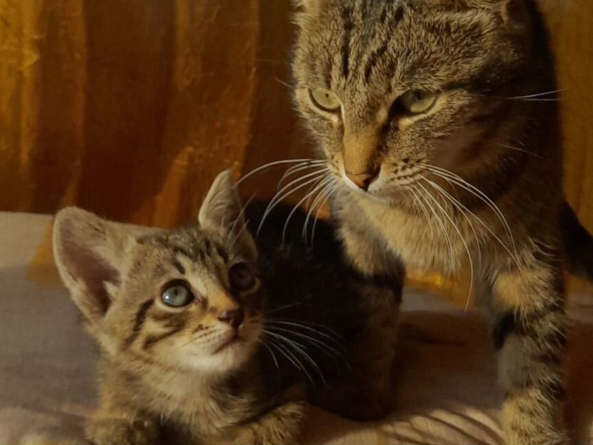 Котенок в добрые руки