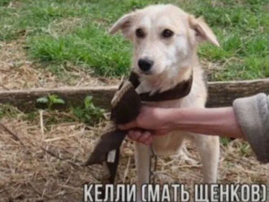 Собачка в добрые руки бесплатно