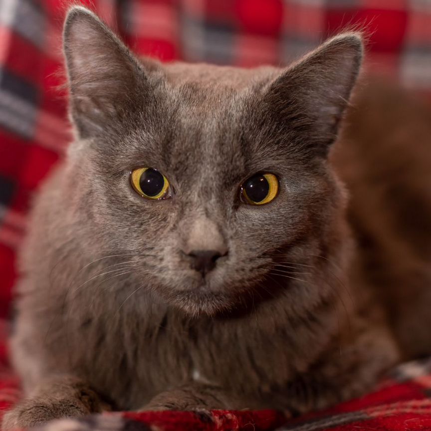 Котик Марик ищет дом