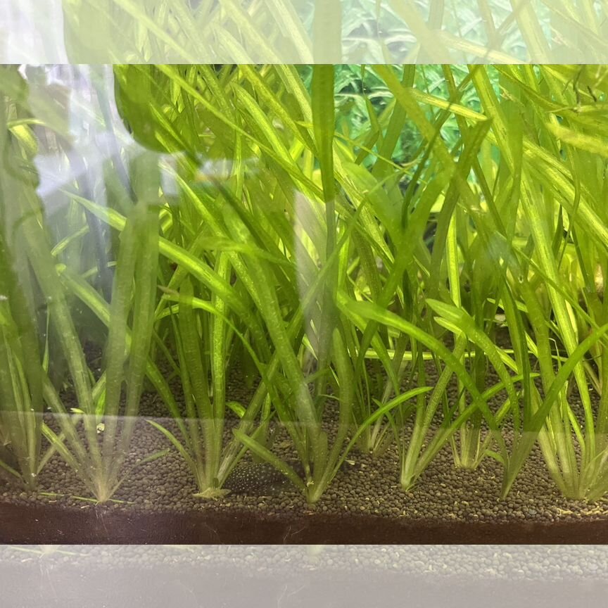 Аквариумное расстение Валиснерия