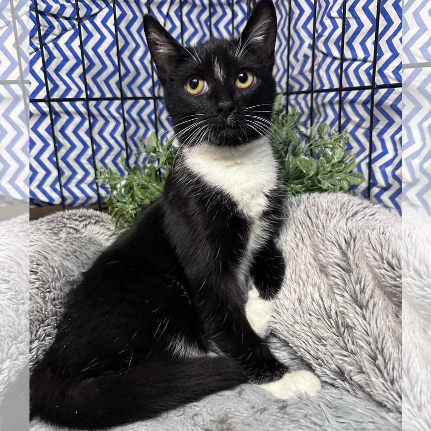 Котёнок-подросток 6 месяцев