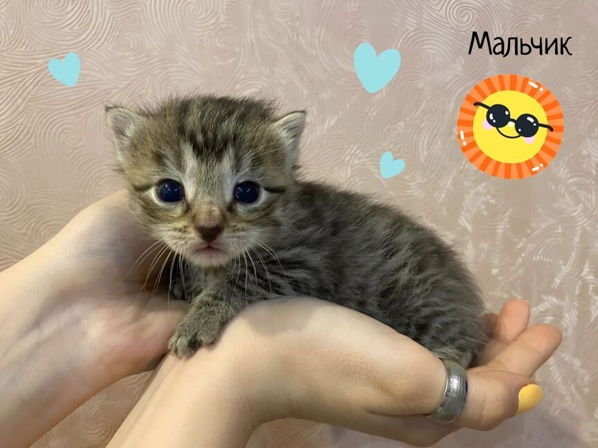 Котенок в добрые руки