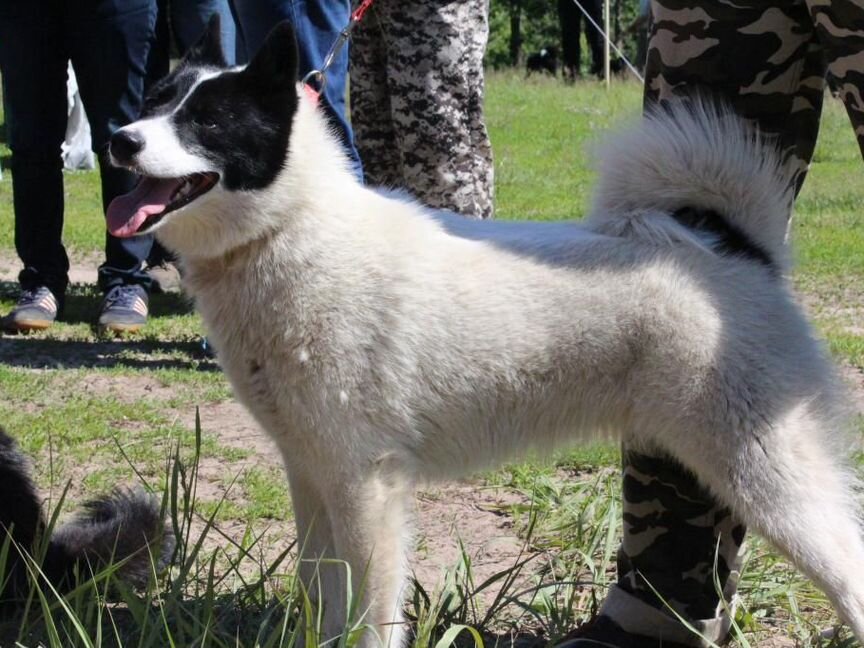 Рел Кобель отдам в хорошие руки