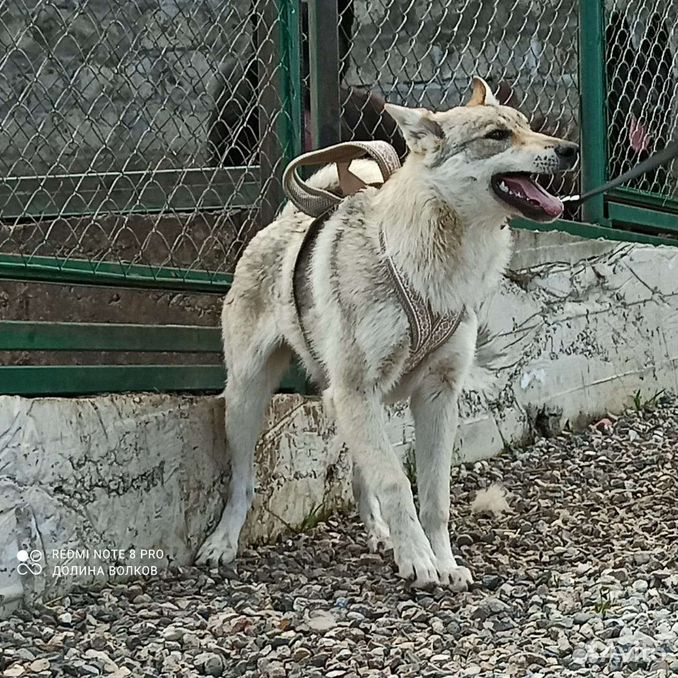 Волкособы