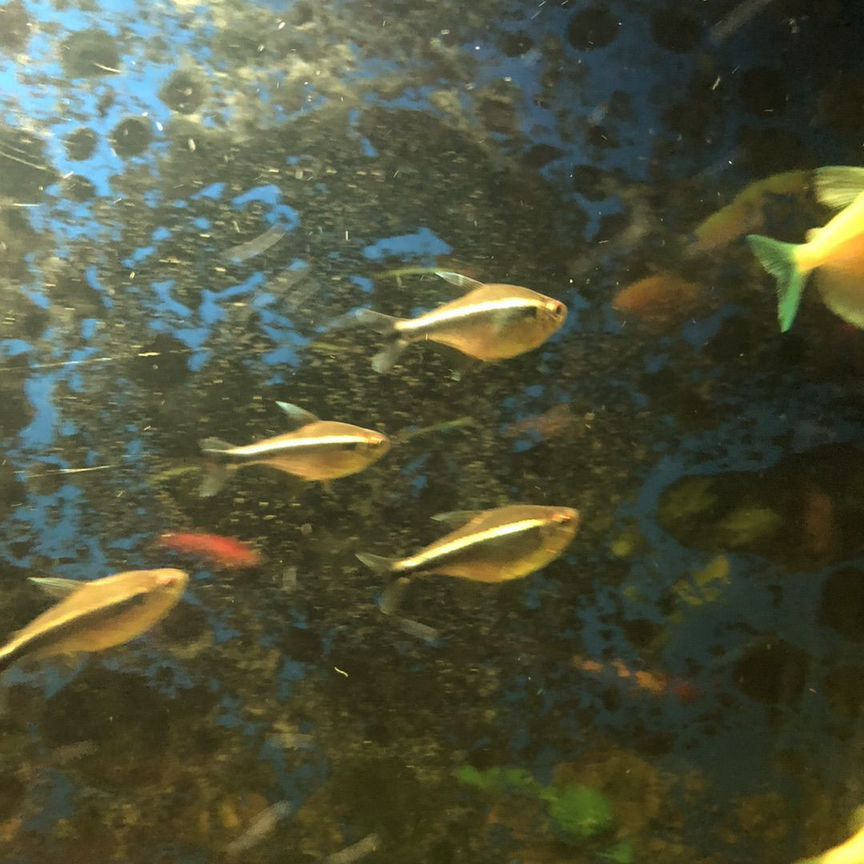 Бесплатно неоны