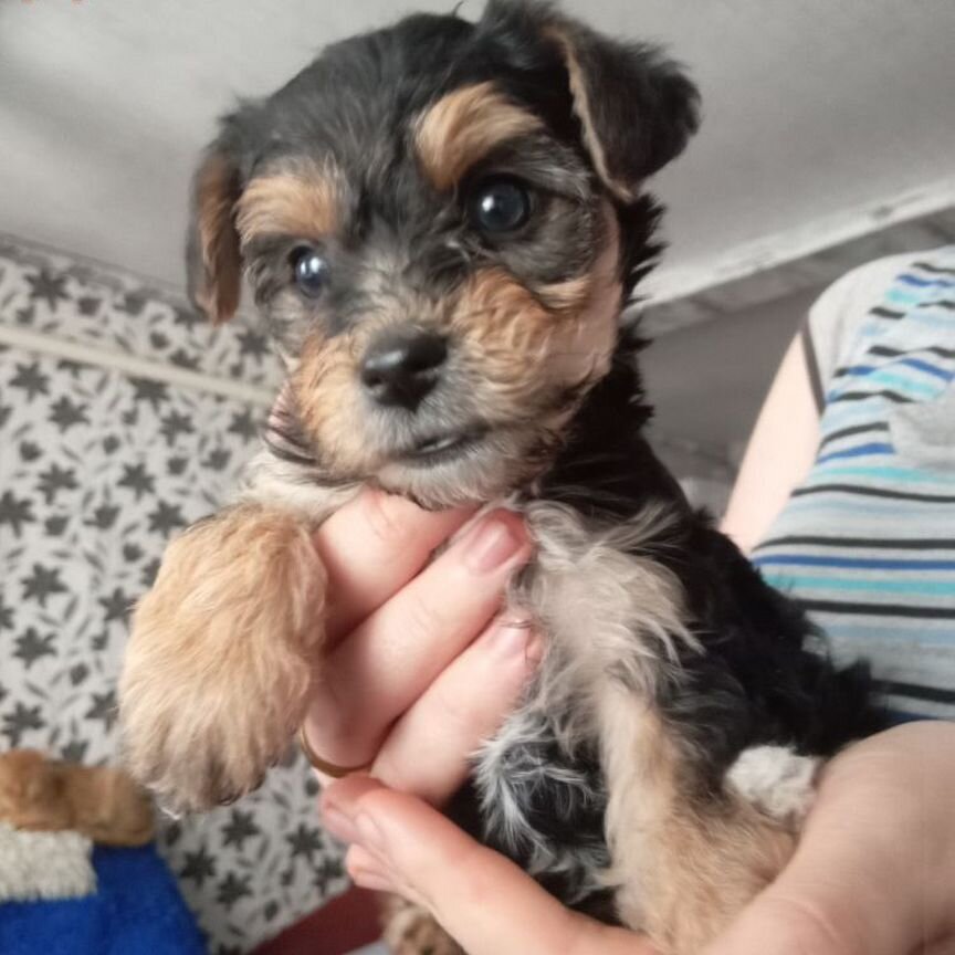 Йоркширский терьер, щенок
