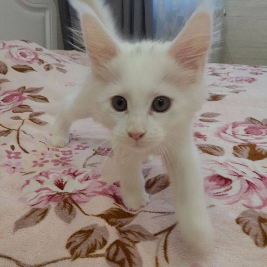 Мейн-кун котёнок