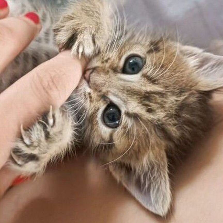 Котенок в добрые руки