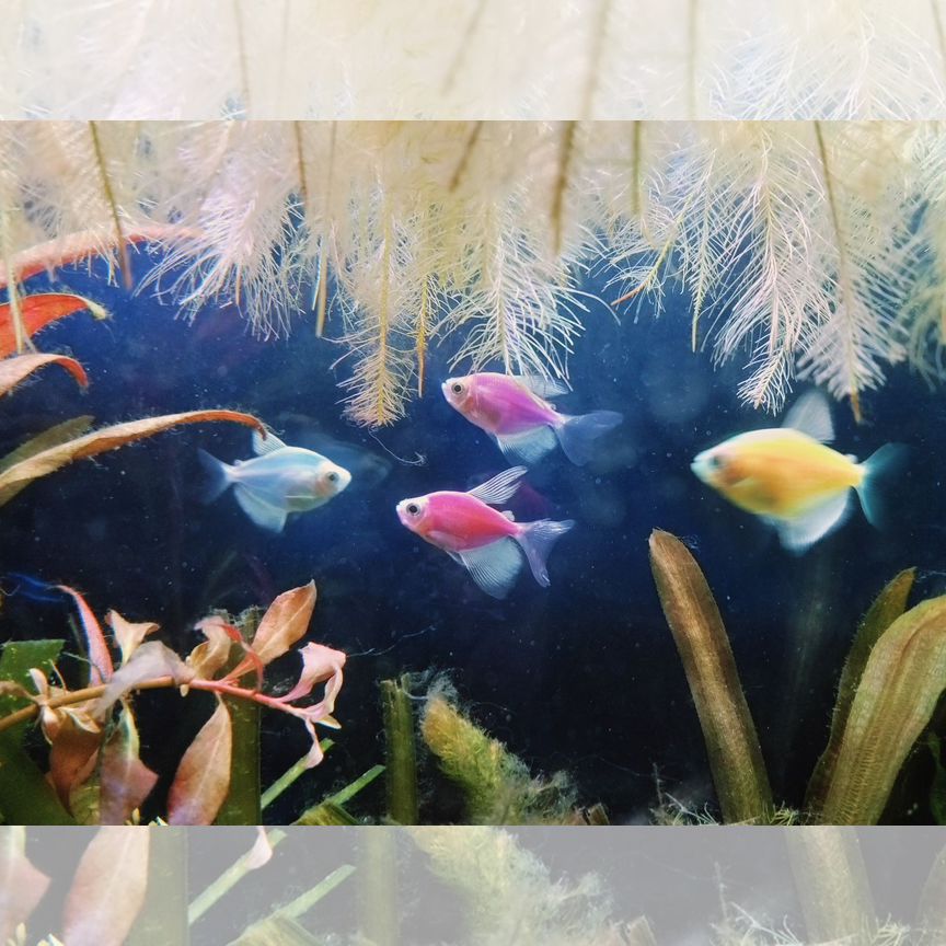 Тернеции гло 5шт (Рыбы аквариумные)