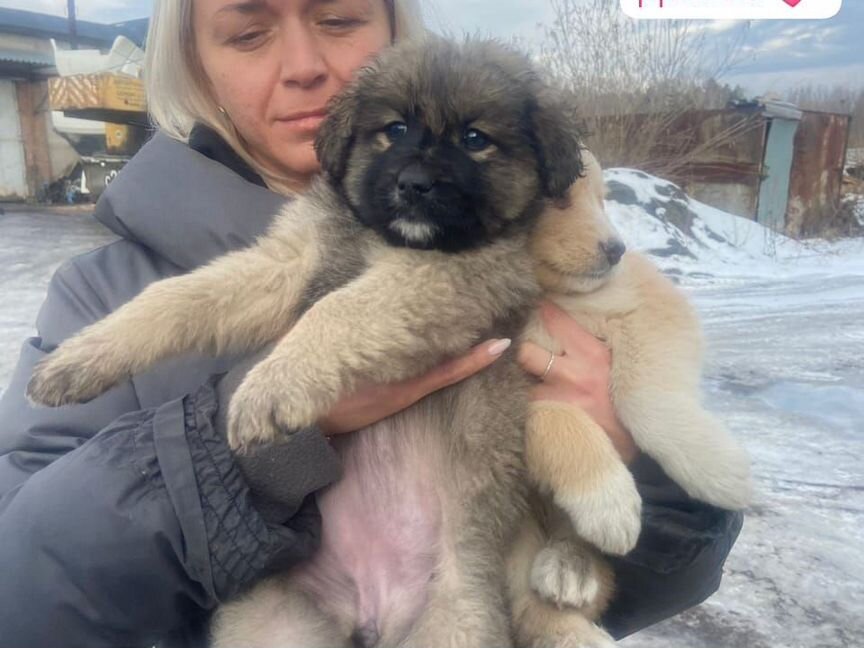 Сладкие карапузы в поиске дома