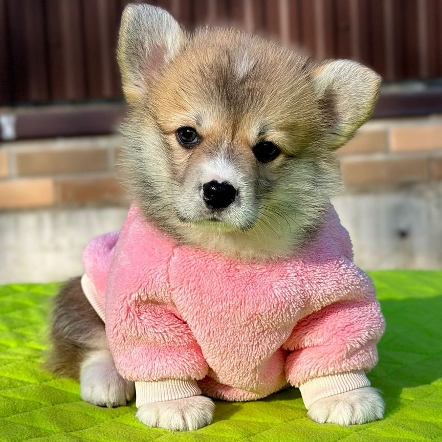 Вельш Корги Пемброк, щенок