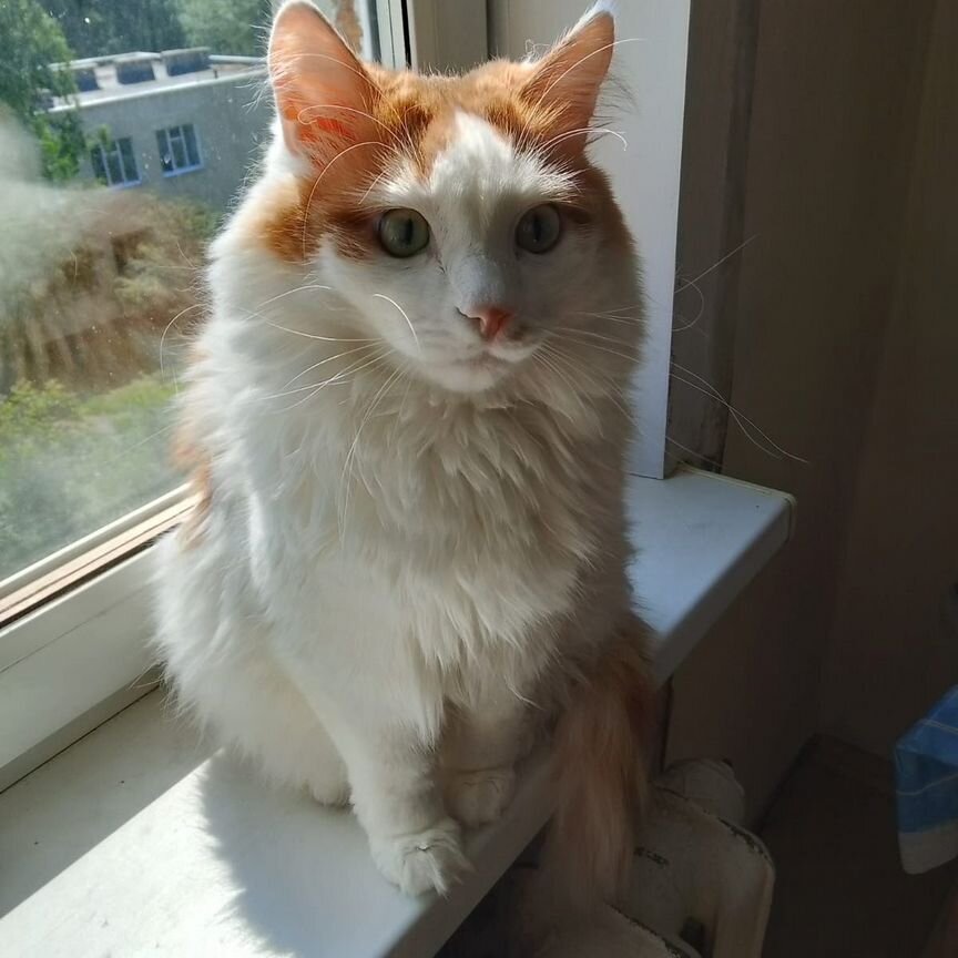 Взрослый кот в добрые руки