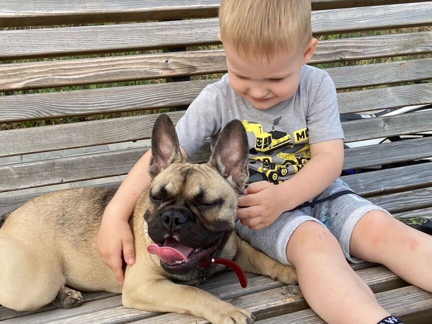 Французский бульдог