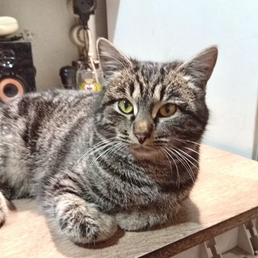 Взрослая, кошка в добрые руки