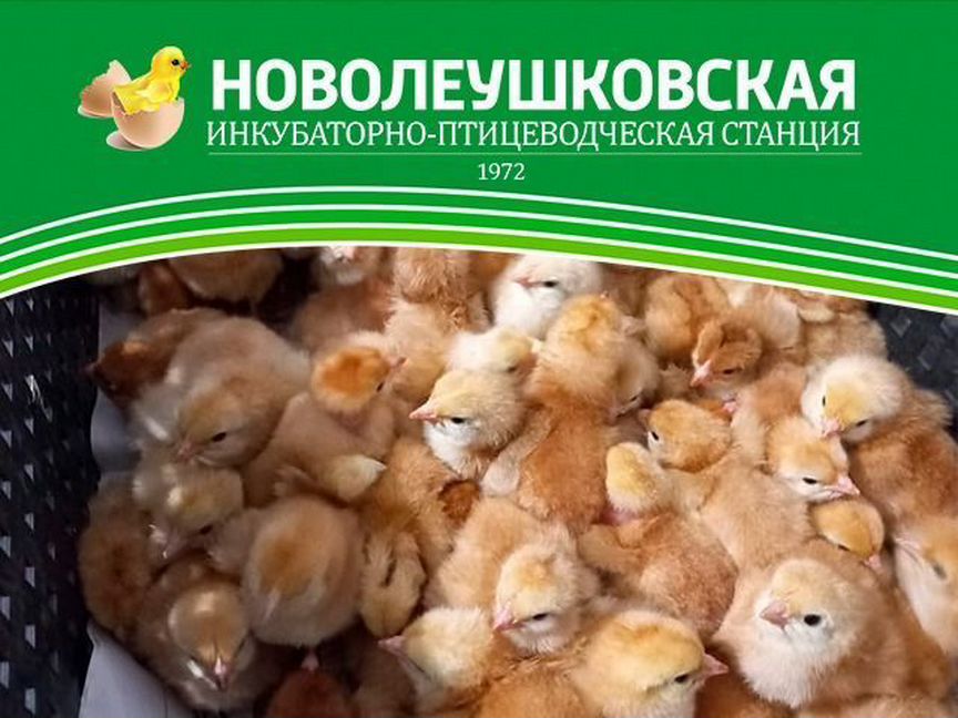 Суточные цыплята цветного бройлера