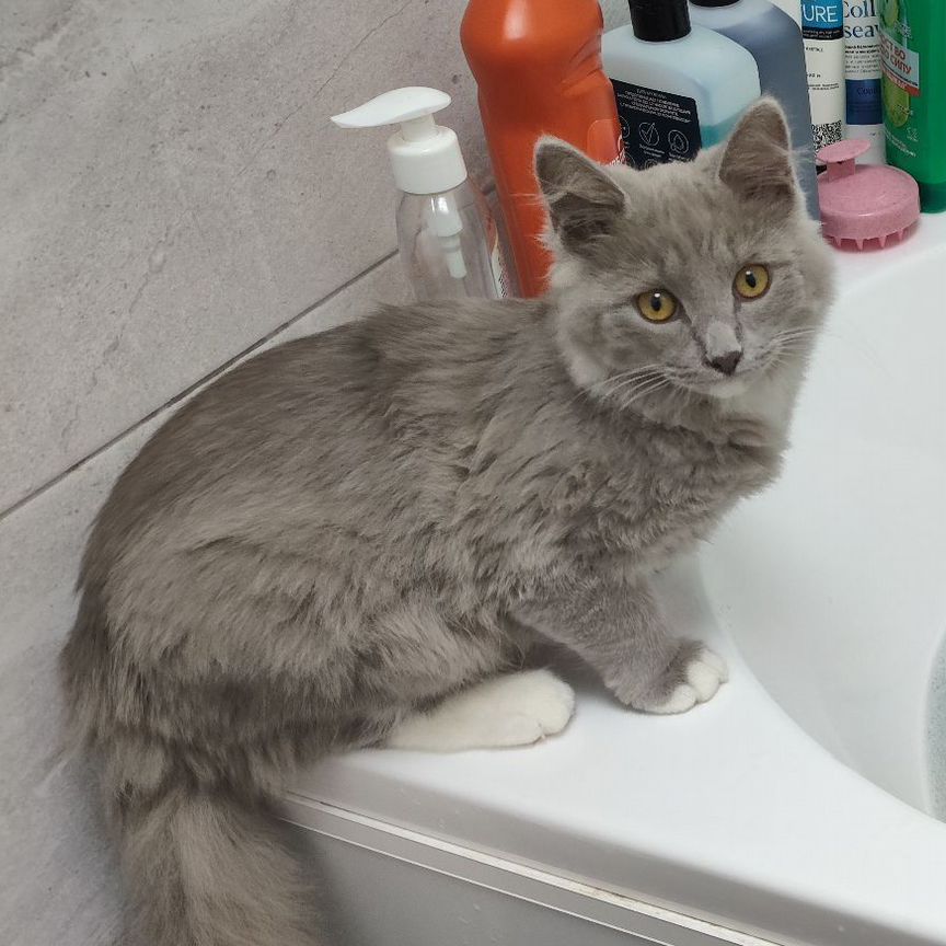 Мейн-кун котёнок