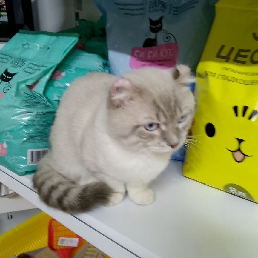 Кинкалоу