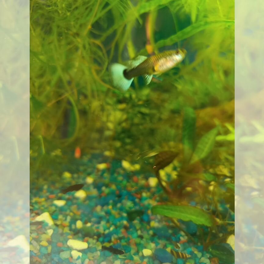 Гуппи Канада (мальки)