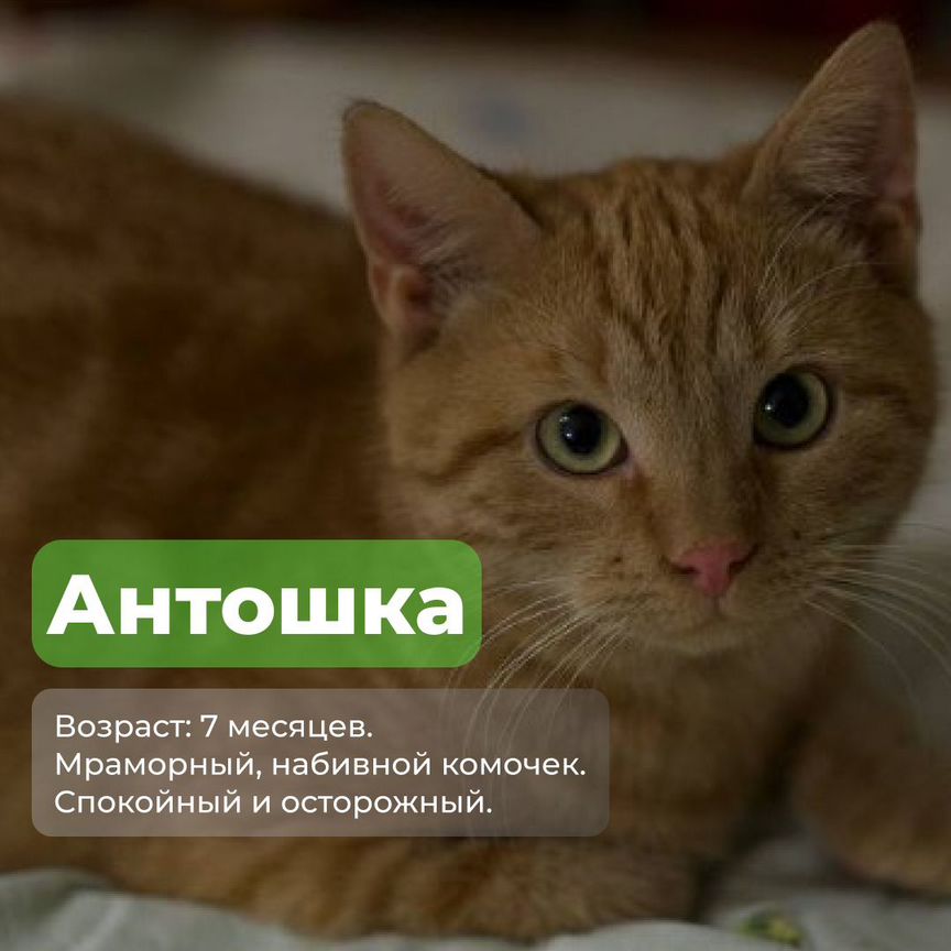 Котёнок в добрые руки