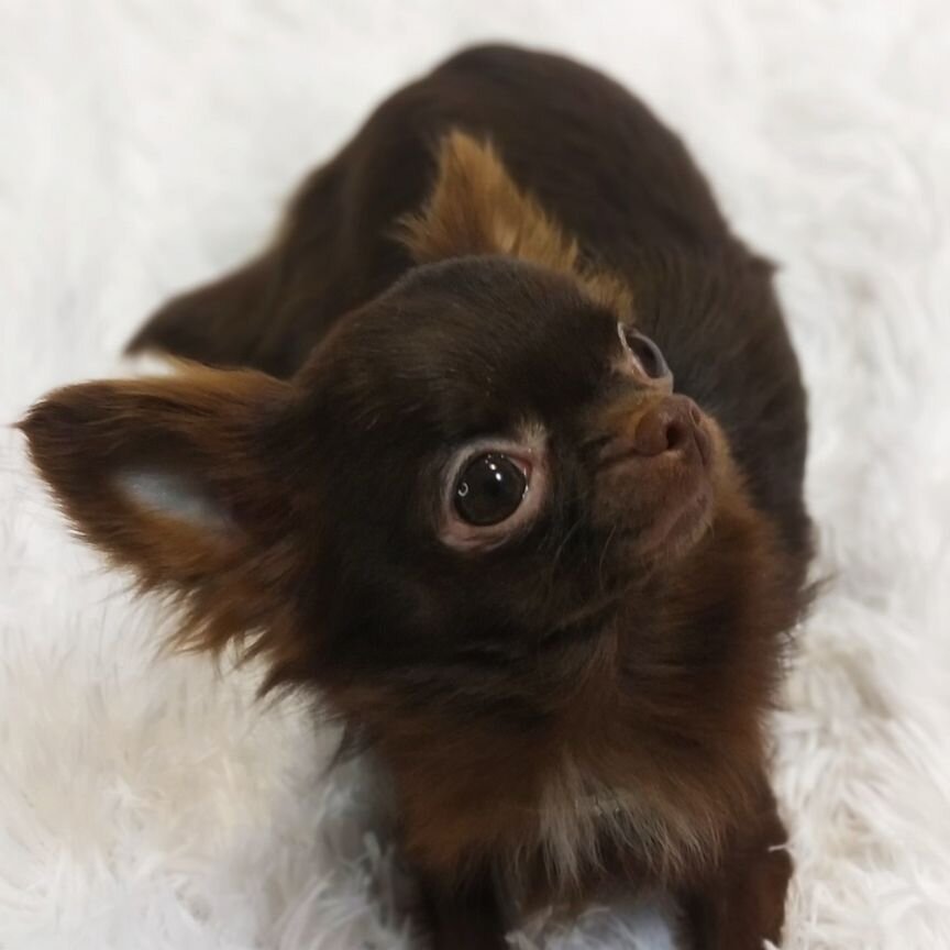 Чихуахуа.Маленький Гром