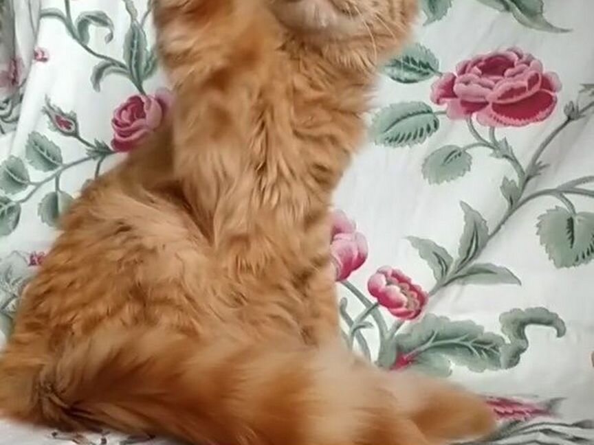 Котенок Пуш в хорошие руки