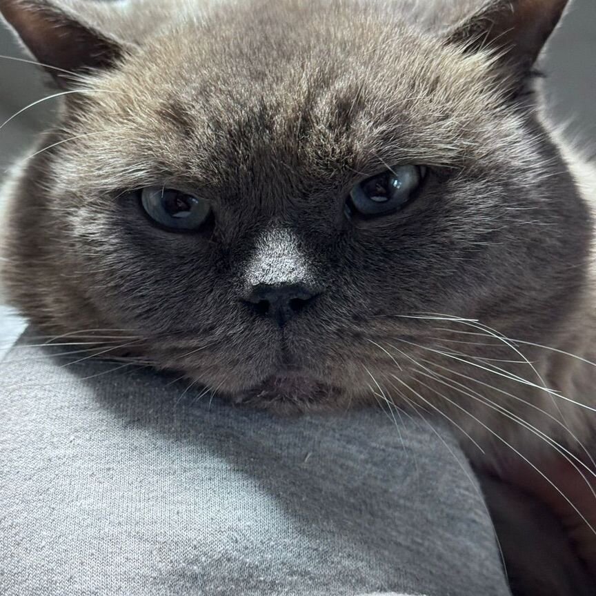 Домашнего котика сдали в приют