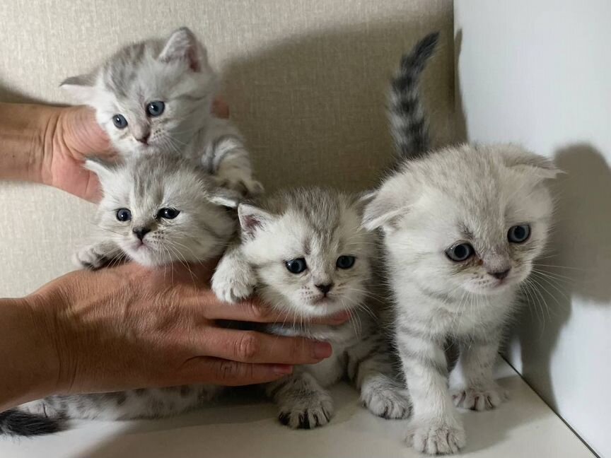 Шотландские котята