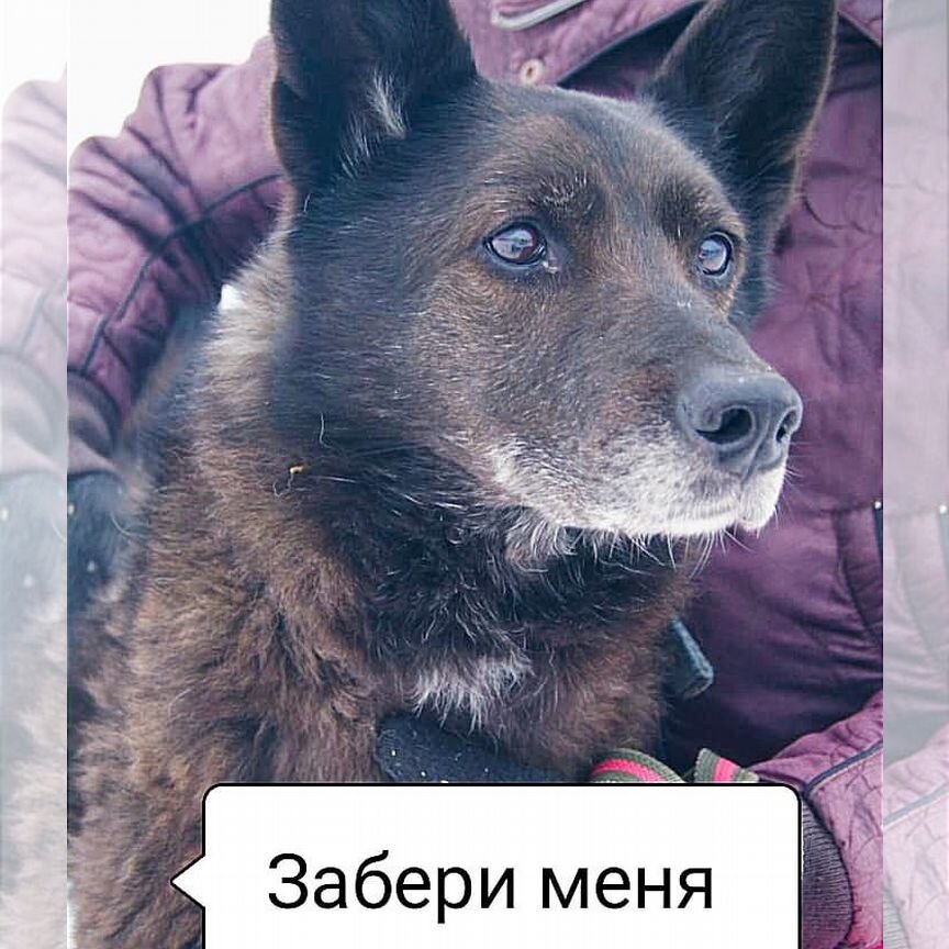 Собака из приюта в добрые руки