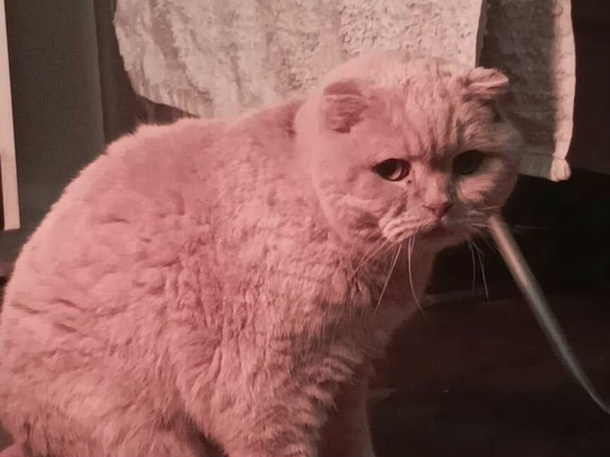 Шотландский вислоухий кот 16 лет