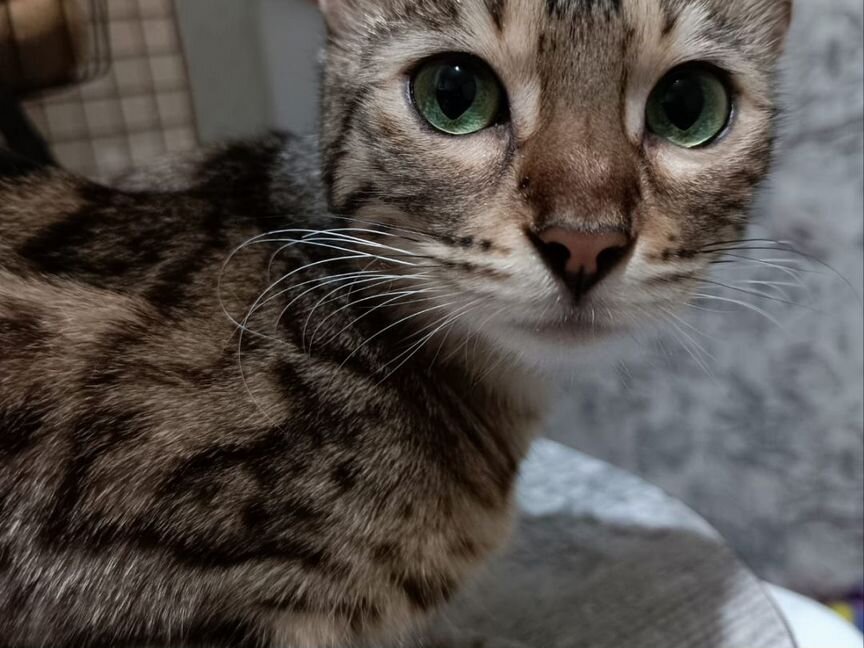 Бенгальская кошка