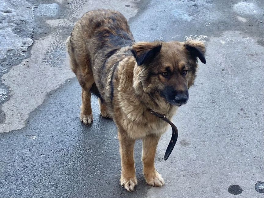 Молодая собака живет у подьезда