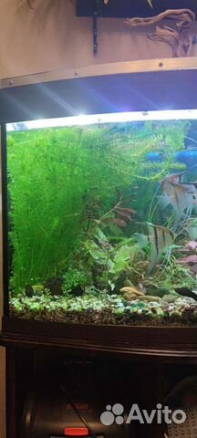 Элодея и лимонник узколистный