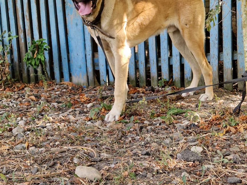 Кавказский волкодав. Внук Ессентукского тарзан