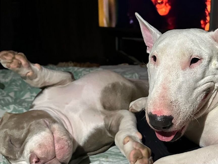 Американский булли