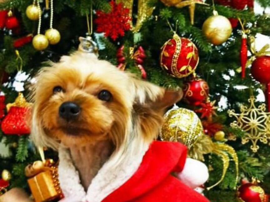 Йоркширский терьер, сука