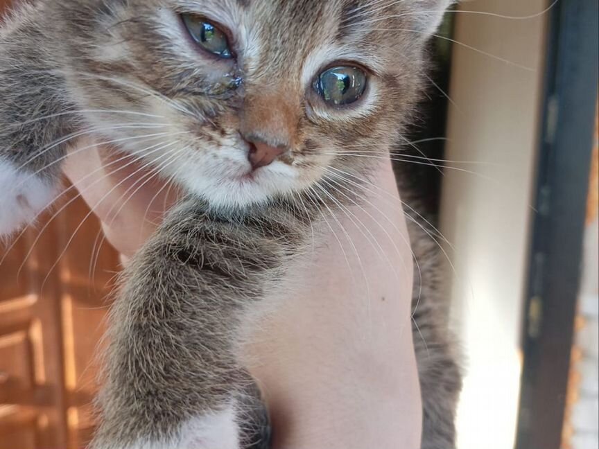 Котята 1,5 месяцев