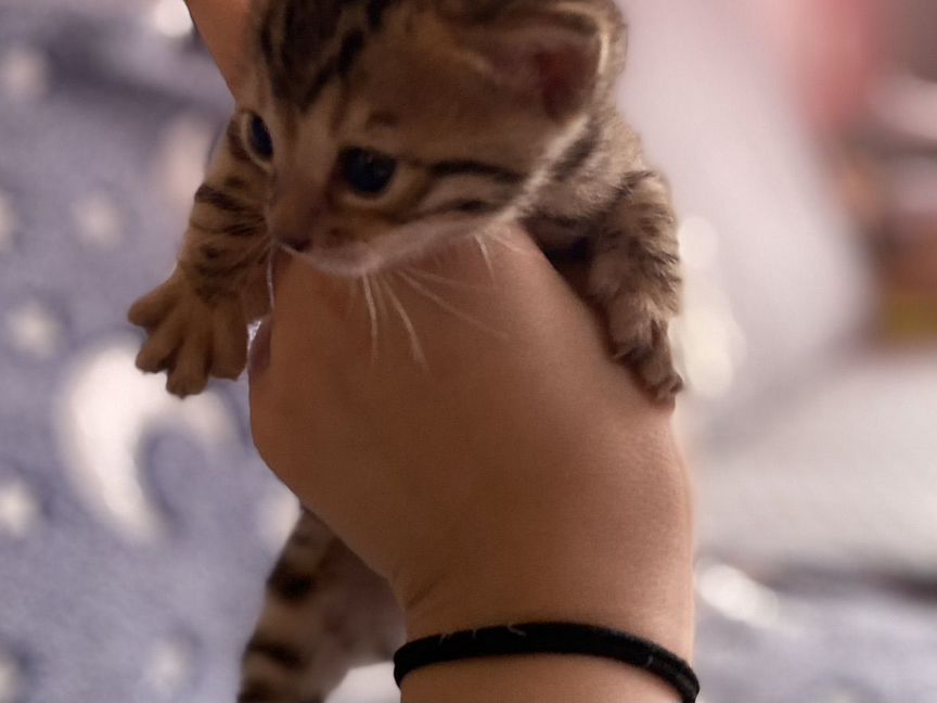 Бенгальские котята