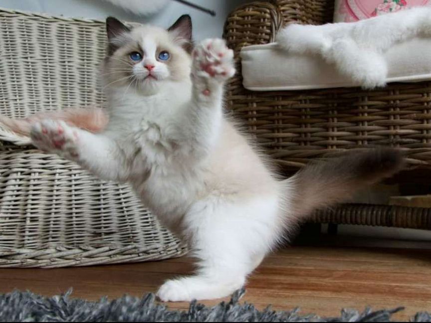 Кошки Рэгдолл