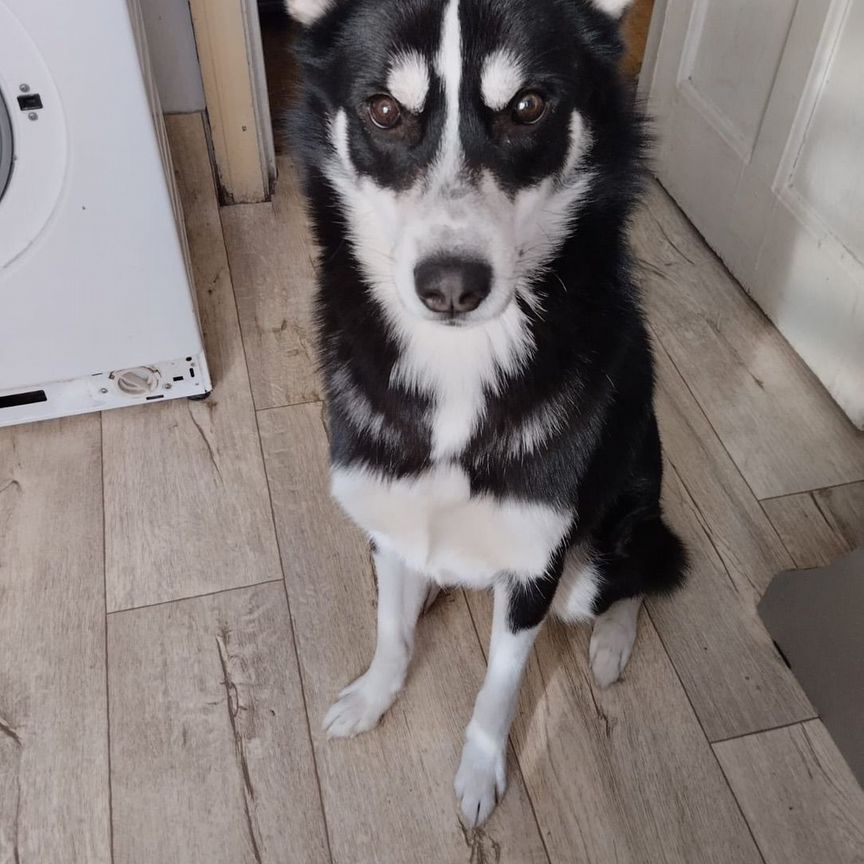 Сибирский хаски