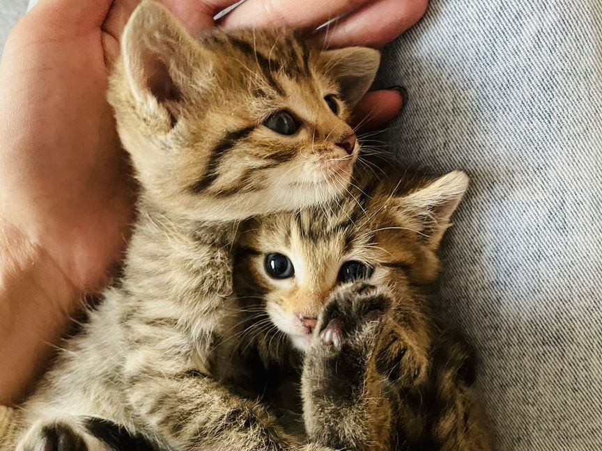 Котята в добрые руки