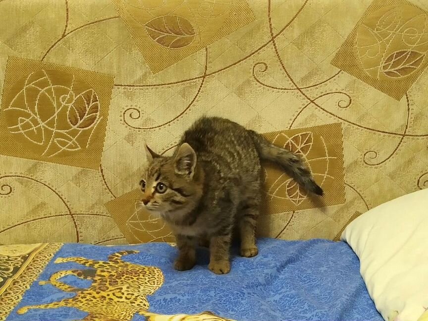 Котенок в добрые руки