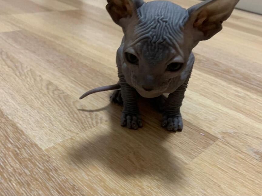 Канадский сфинкс котенок