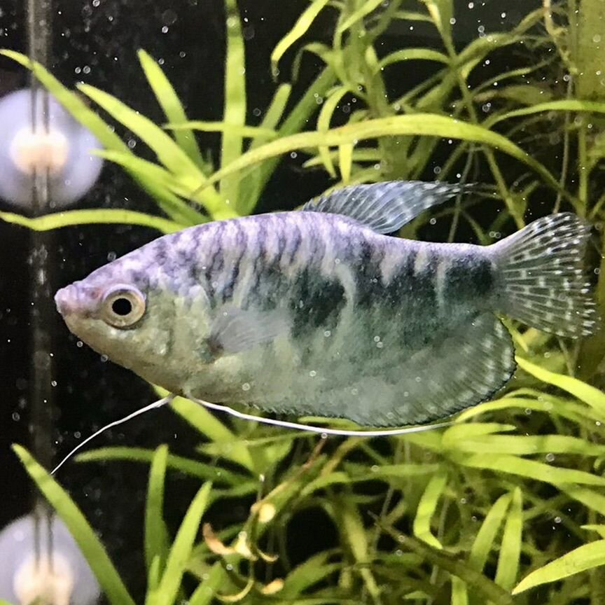 Аквариумные рыбки гурами