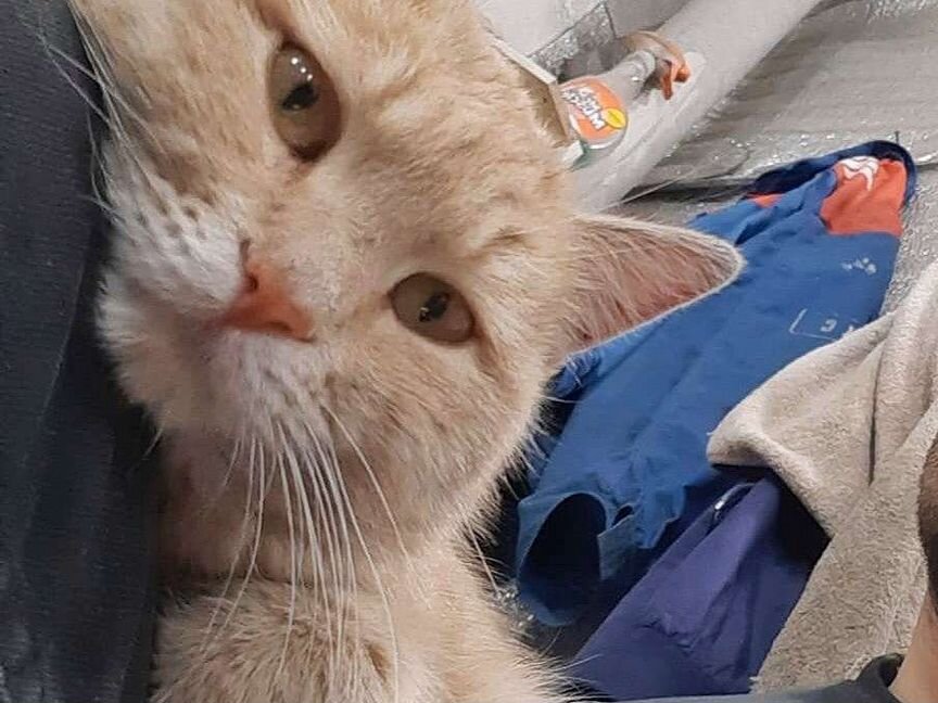 Кот стерилизованный