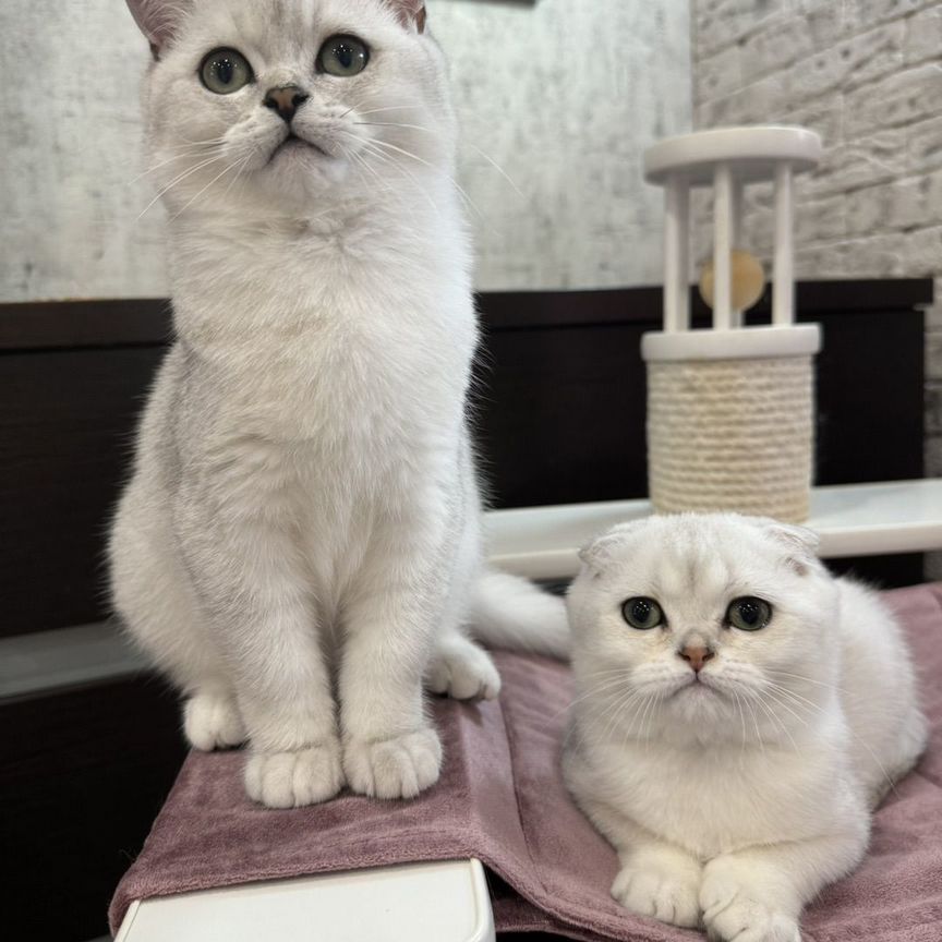 Шотландские вислоухие котики