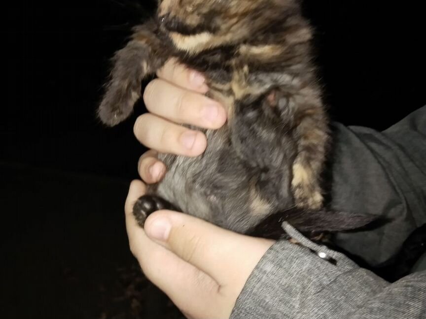 Нашёл котёнка отдам в добрые руки