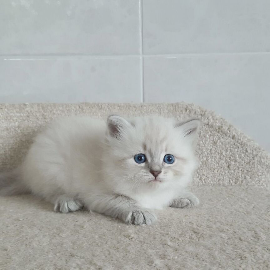 Милые котята невской маскарадной