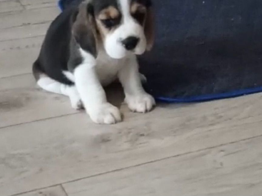 Собака породы бигль