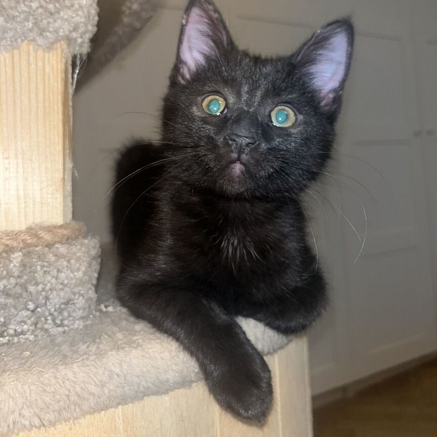 Котёнок в добрые руки