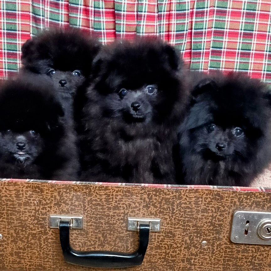 Чародейки из питомника